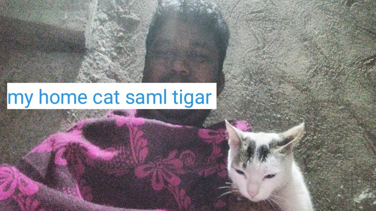My home cat saml tigar #maa food blogs # - YouTube