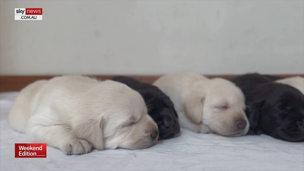 Guide Dogs Australia unveil first litter of 2023 - YouTube