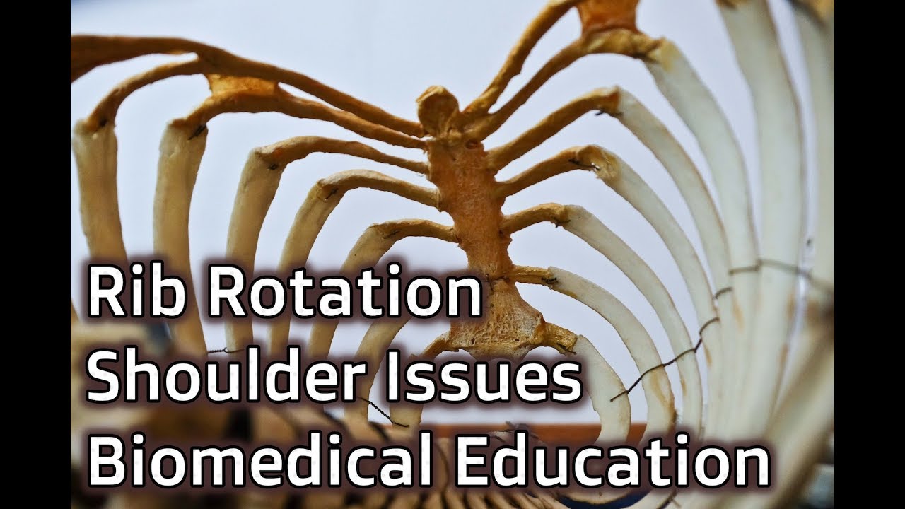 Rib Rotation, Shoulder Issues, and Biomedical Education - Movement ...