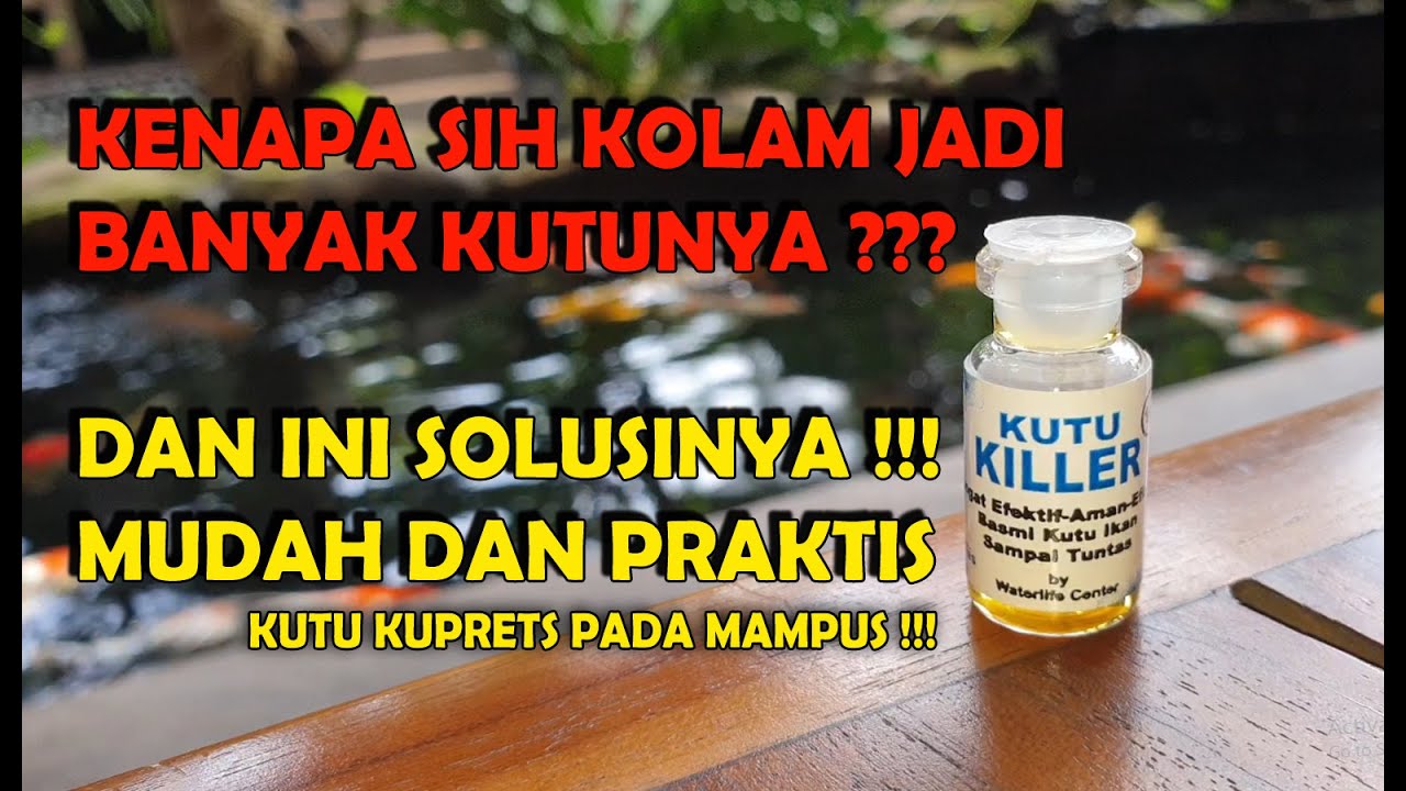 CARA MUDAH MEMBASMI KUTU IKAN KOI | KUTU KILLER - YouTube