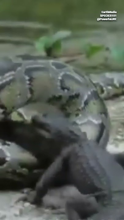 Pythons Devouring Everglades Wildlife in Florida - YouTube