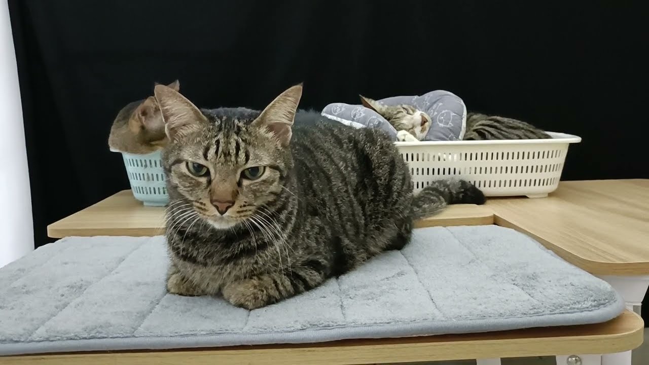 The making of a tabby cat loaf - YouTube