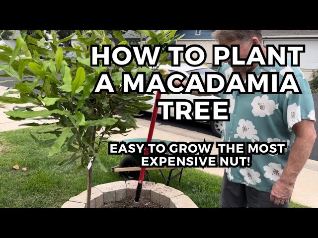 Macadamia Plant