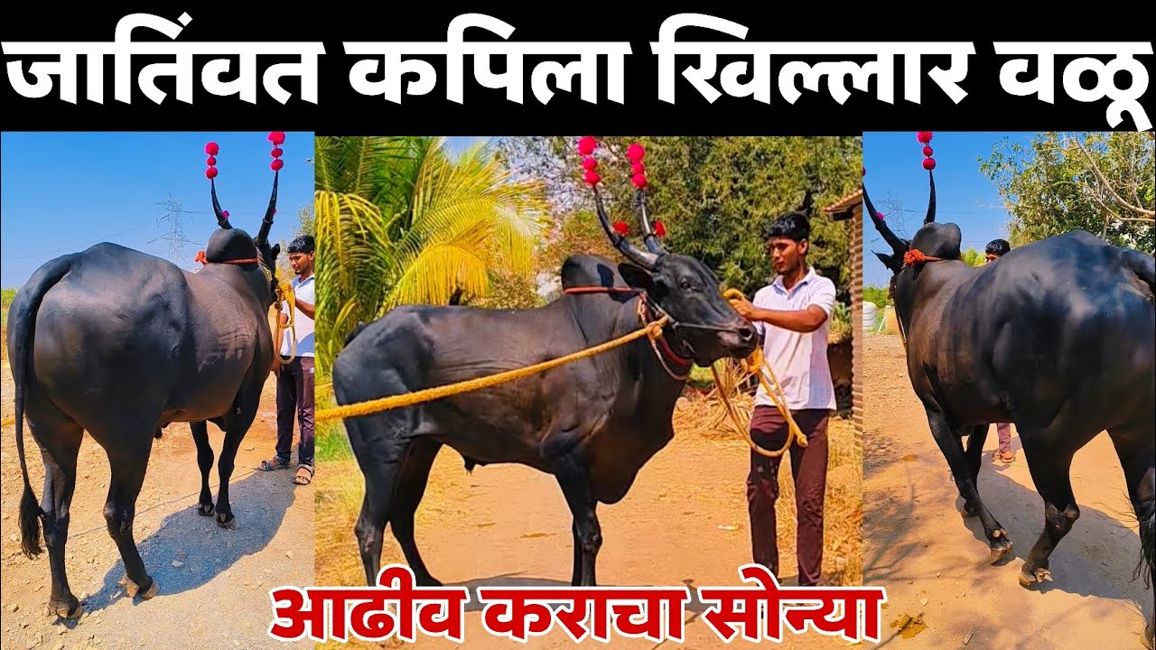 जातिवंत कपिला खिल्लार आढीव करांचा सोन्या & सर्जा #खिल्लार #प्रेमी # ...