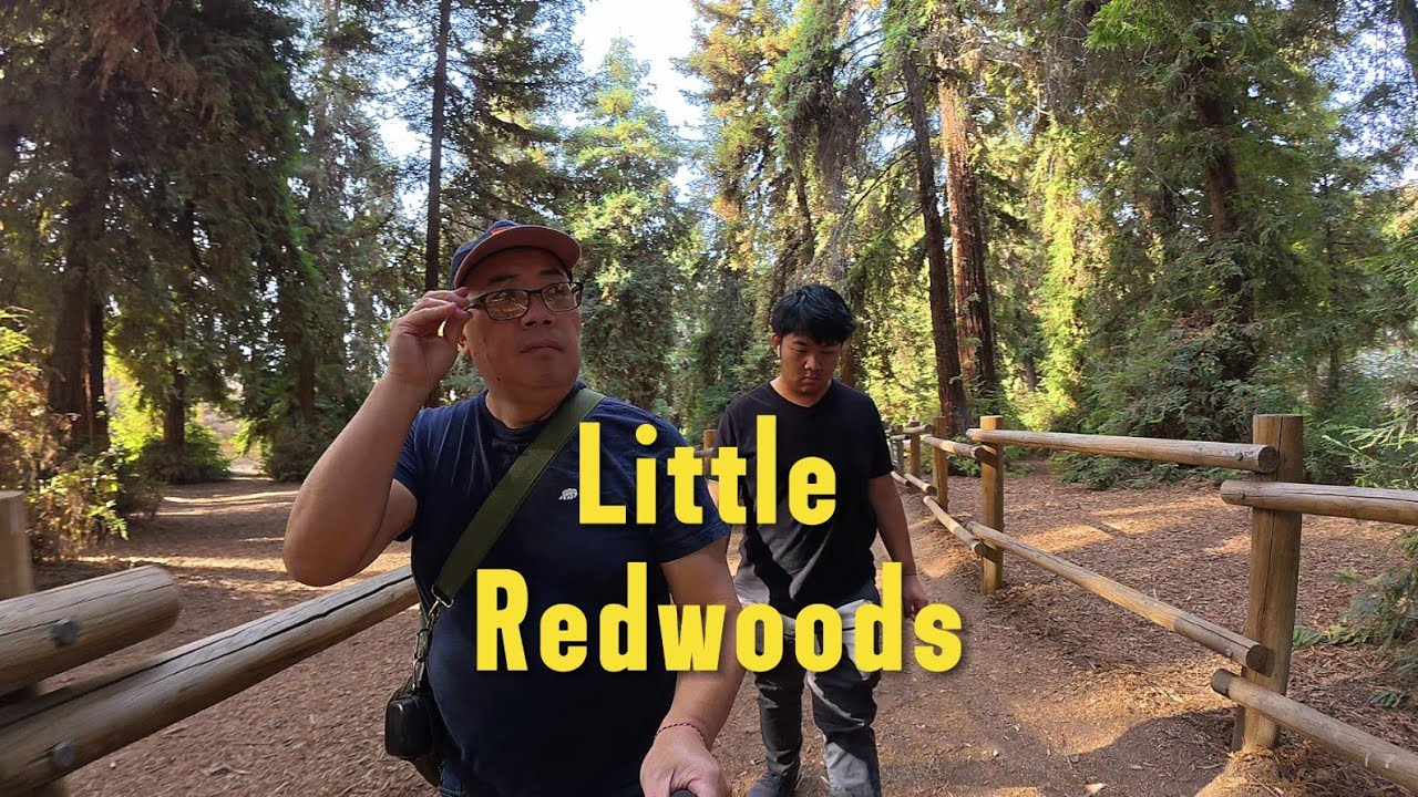 Mini Redwoods Forest in Southern California 4K Video Tour || Carbon ...