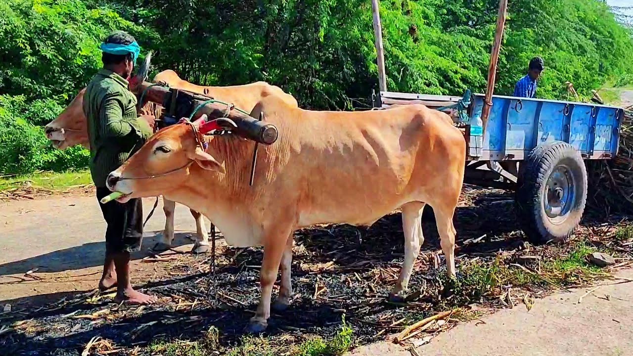 ox cart sugarcane unloading video | ox cart ride ox cart race ox cart ...