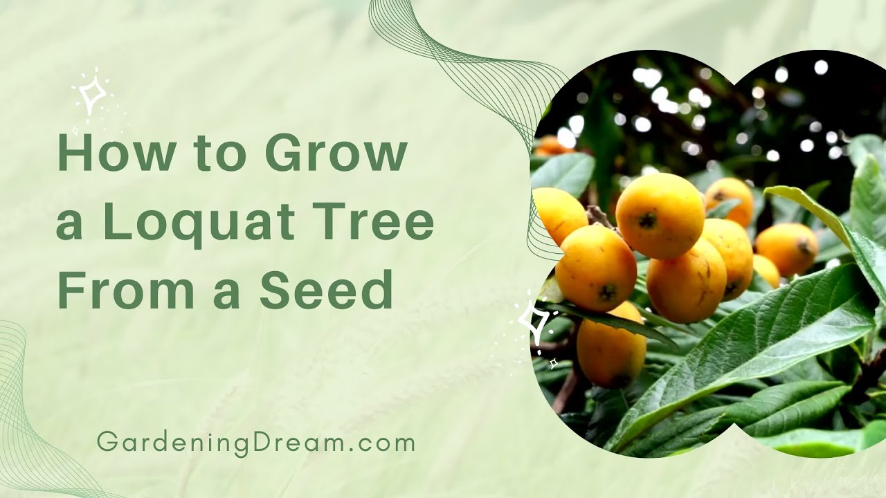 How to Grow a Loquat Tree From a Seed? - YouTube