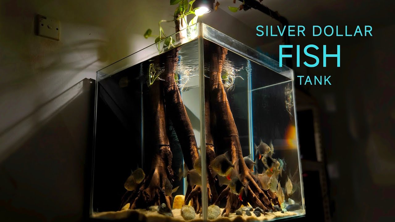 MY MYLEUS / SILVER DOLLAR / PACU FISH TANK - SOUTH AMERICA AQUARIUM ...