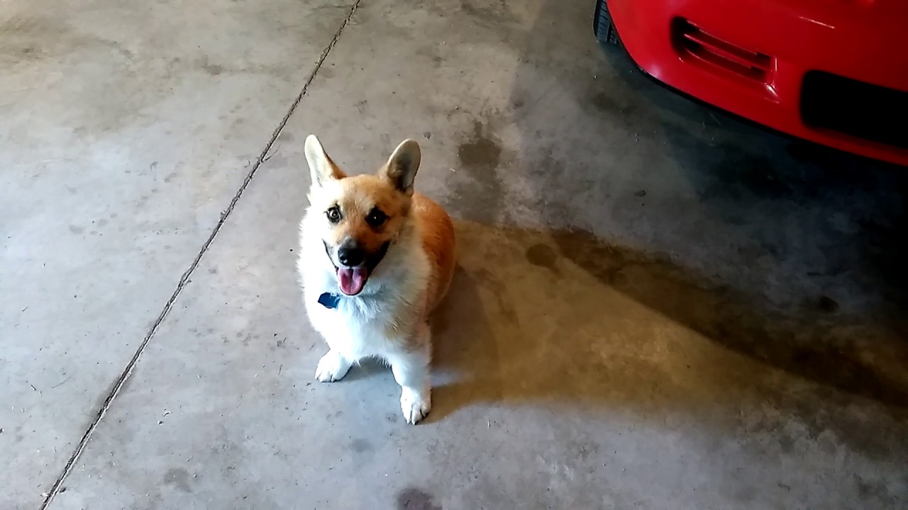 Meet Ammo Dog, AKA, Charlie! Official second mascot of the channel ...