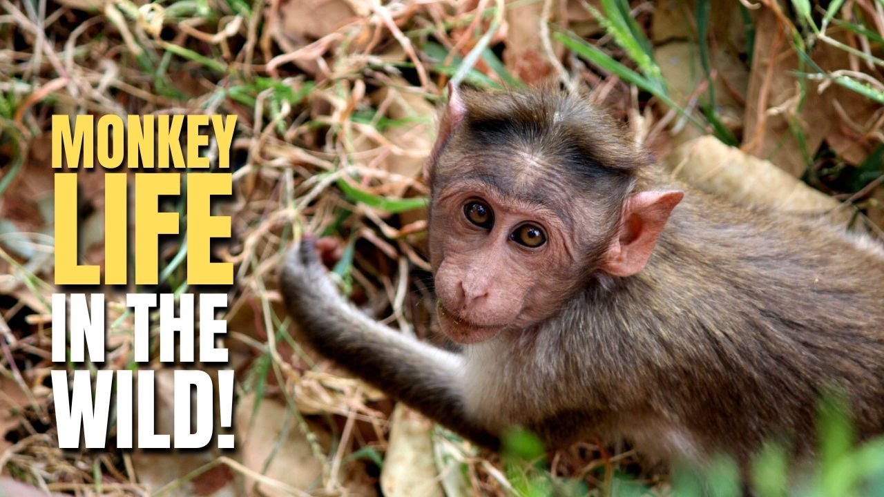 Bonnet Macaque Monkey Life | Funny & Cute Moments in the Wild - YouTube