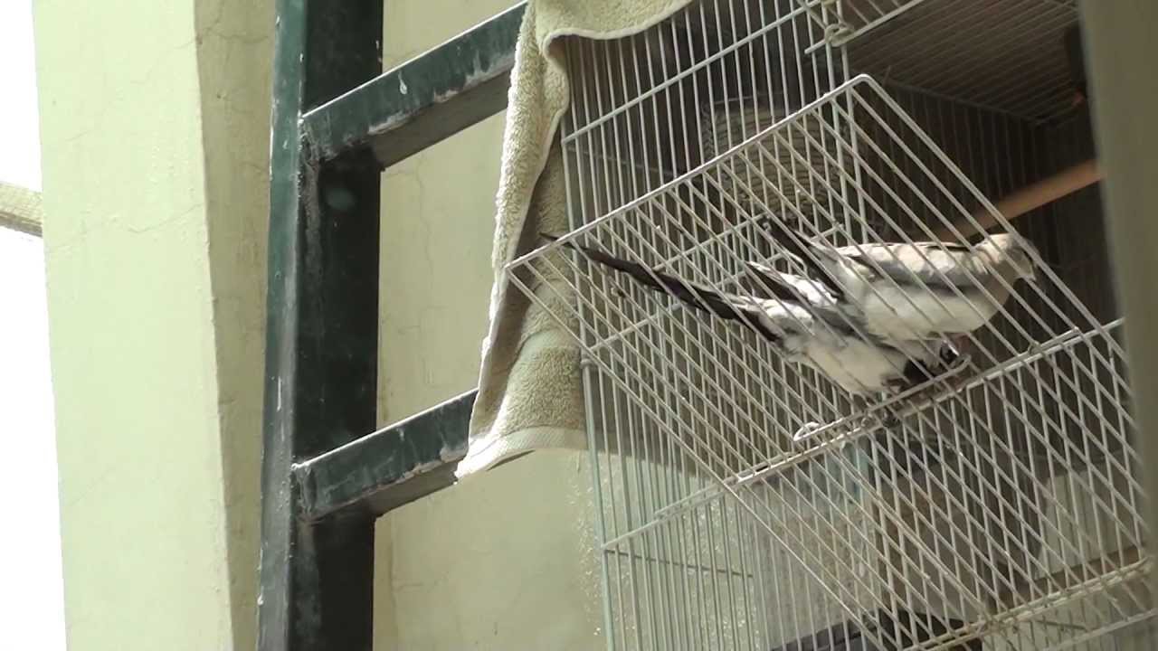 Masked Doves (Cape Doves) - YouTube