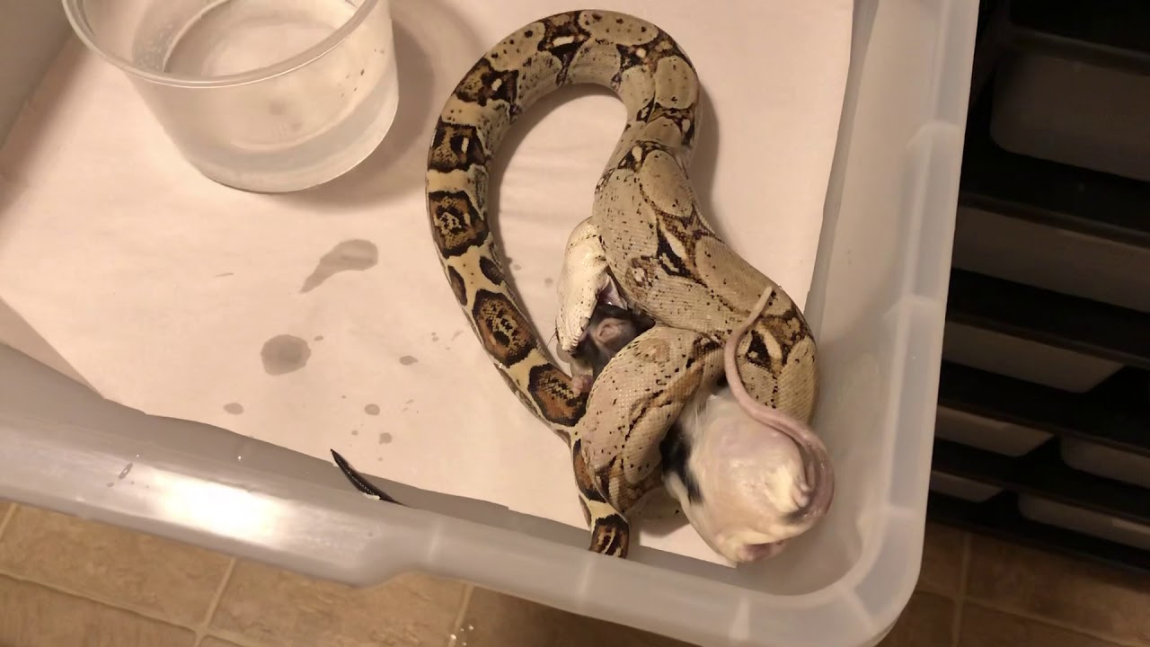 Episode 136 Boa feeding 9 - YouTube