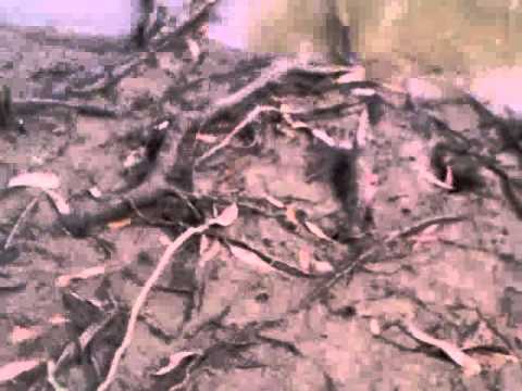 Biggest Golden Perch ever caught on rod and reel - YouTube