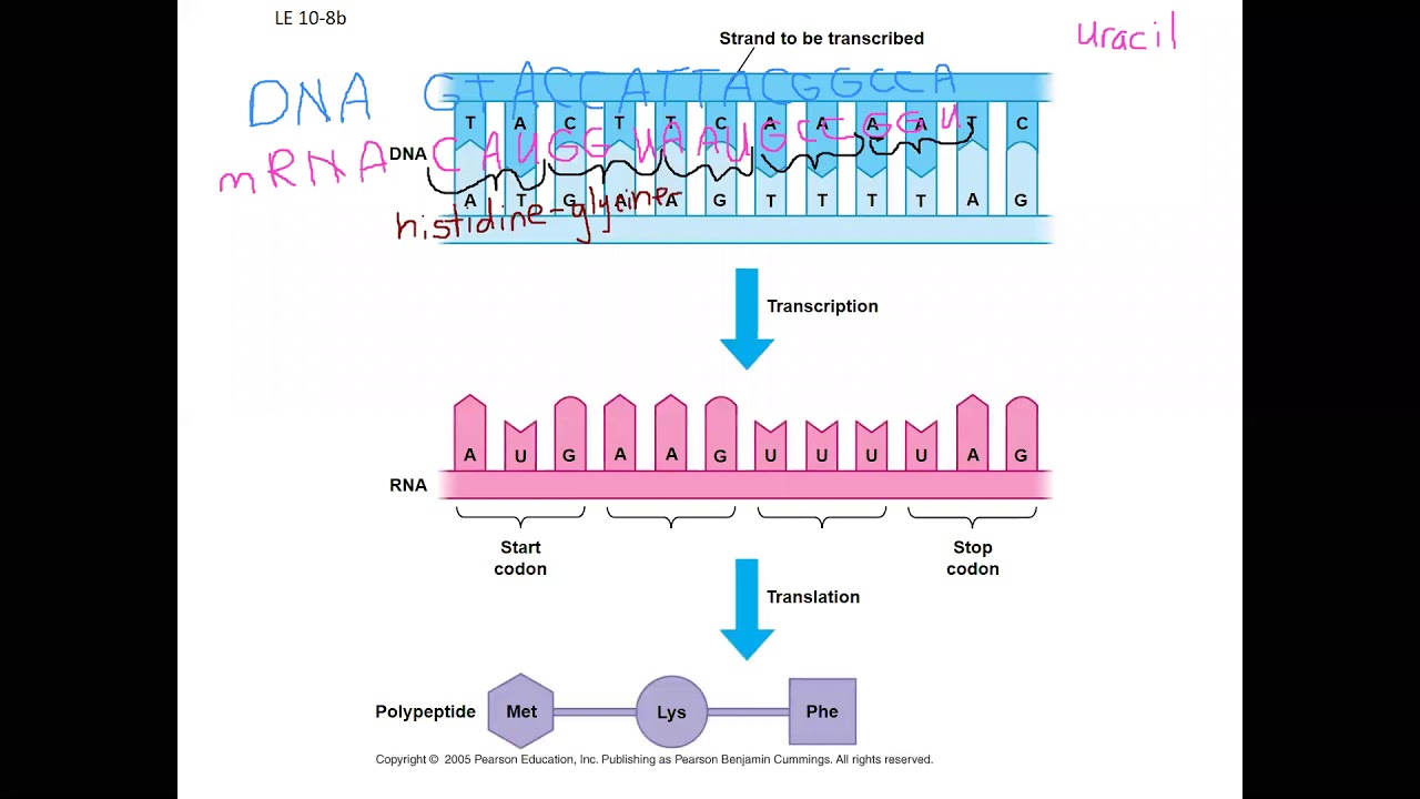 Protein Synthesis example - YouTube