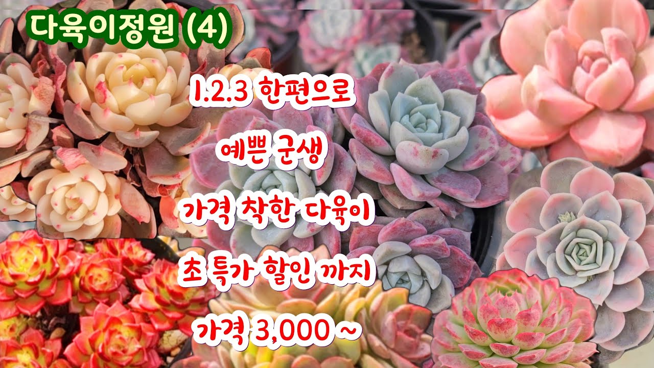 다육이정원(4) 1.2.3 한편으로 몰아보기 가격착한 예쁜 군생 최고! - YouTube