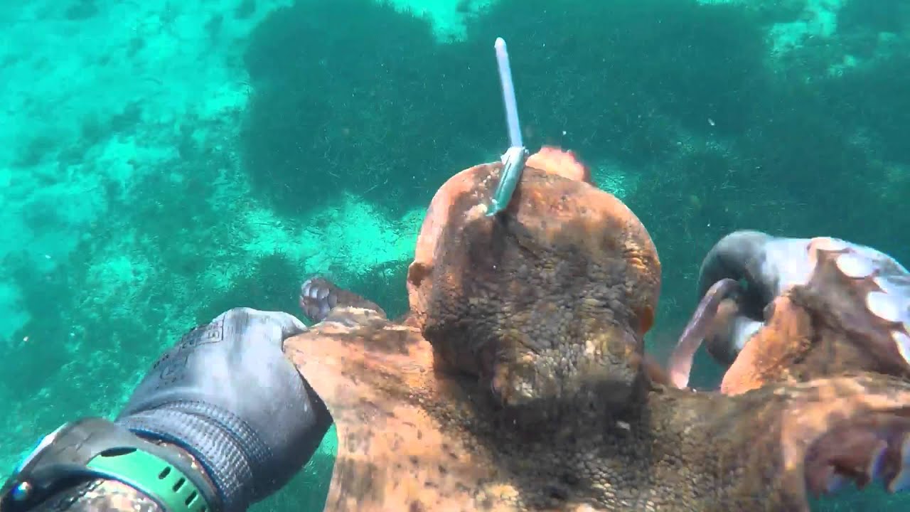 Dev Ahtapot Avı Türkiye*Giant Octopus Hunt Turkey - YouTube