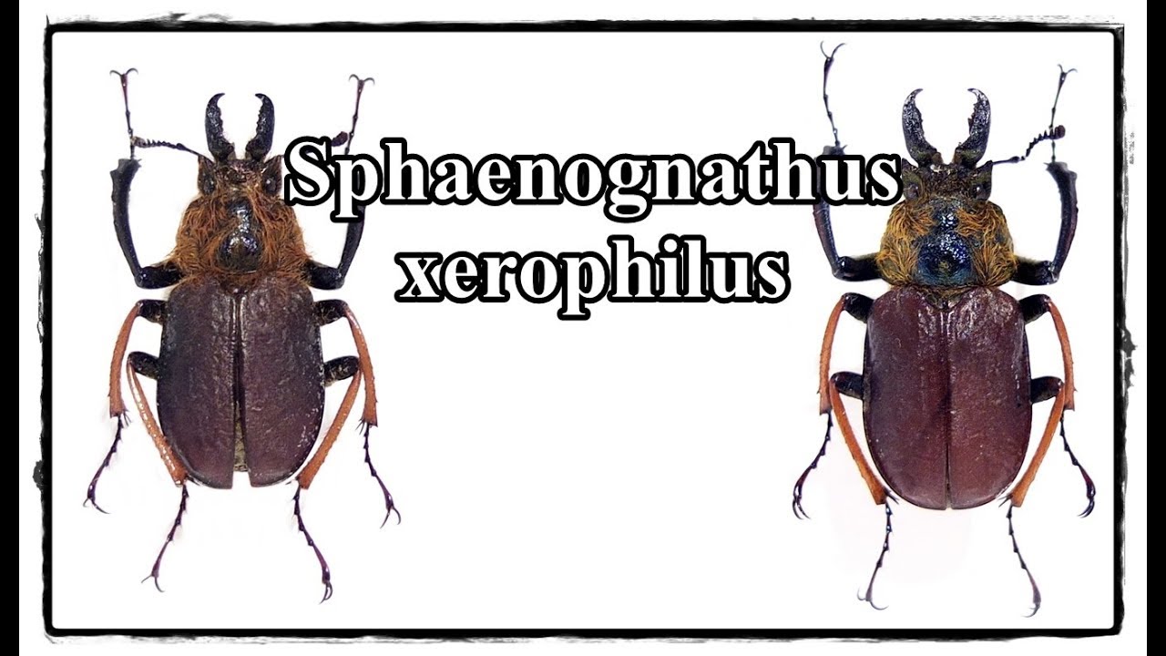 Sphaenognathus xerophilus - Präparation / Mounting - YouTube