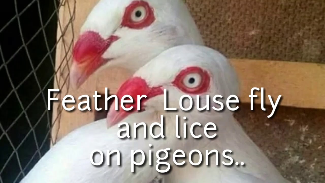 Feather louse fly and lice on pigeons. - YouTube
