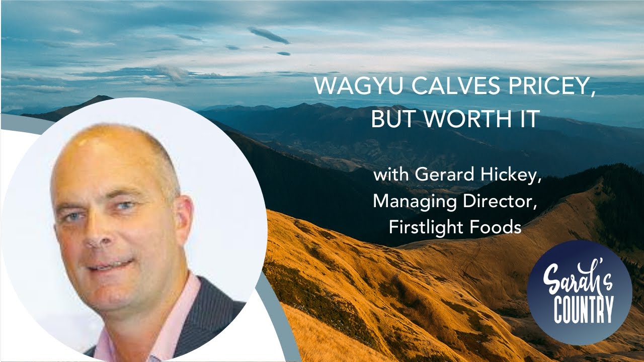 "Wagyu calves pricey, but worth it" with Gerard Hickey - YouTube