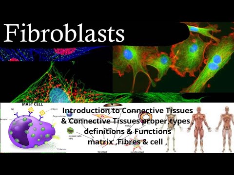 Connective Tissues & Connective tissues proper | Tissues class 9 part ...