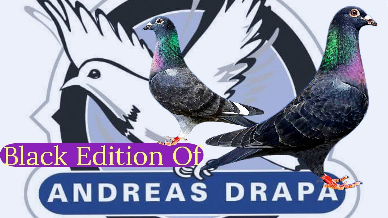 Black Edition Of Andreas Darpa | Black Racing Pigeons | Racer Kabutar ...