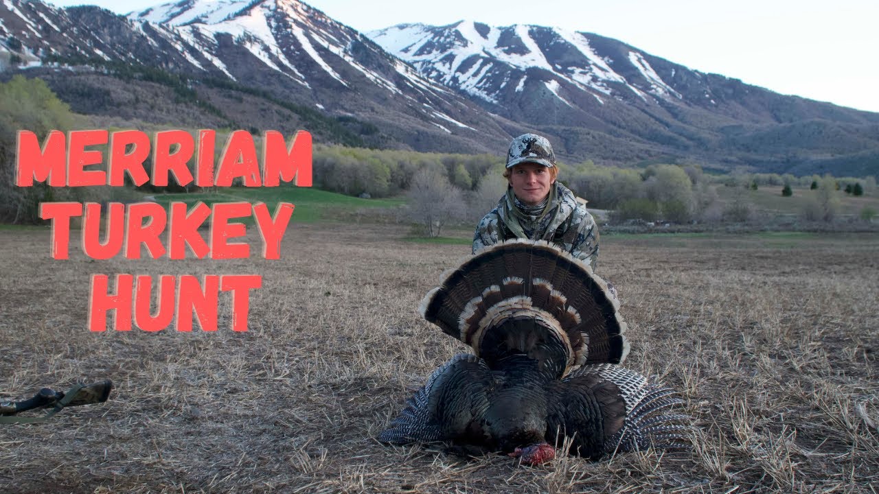 MERRIAM TURKEY HUNT IN UTAH!! (BIG TURKEY DOWN!!!) - YouTube
