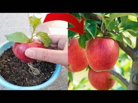 HOW TO BREAK APPLE TREES IS VERY SIMPLE AT HOME. - YouTube