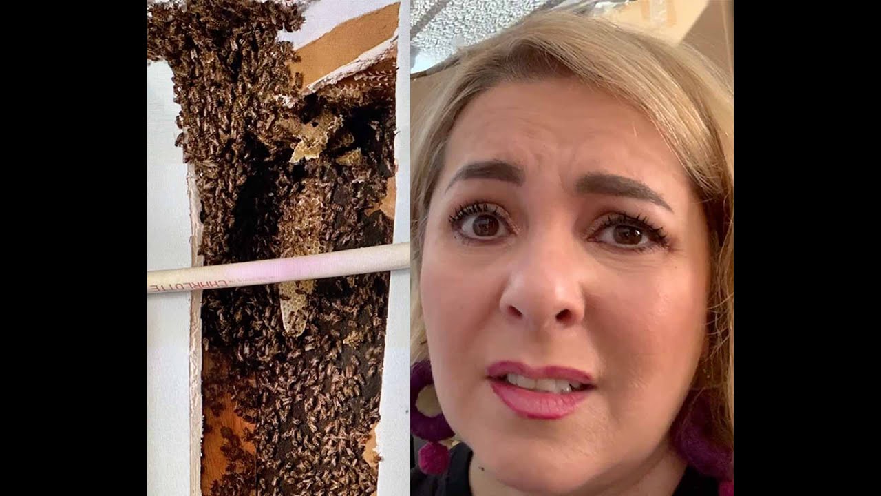 Mi casa fue invadida por abejas - YouTube