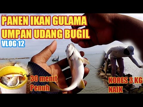 Mancing Ikan Gulama Umpan Udang Bugil #MbolosanCrew #mancing #mancingmania  [ Vlog 12 ]
