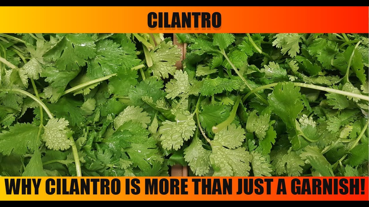 The Health Benefits and Usage of Cilantro #Cilantro #NaturalRemedies # ...
