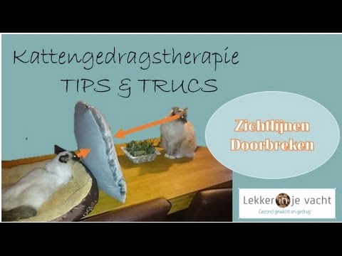 Zo voorkom je vechtende katten - YouTube