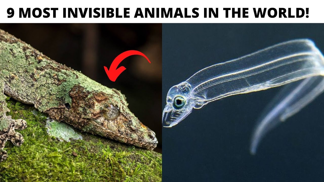 9 MOST INVISIBLE ANIMALS IN THE WORLD! - YouTube