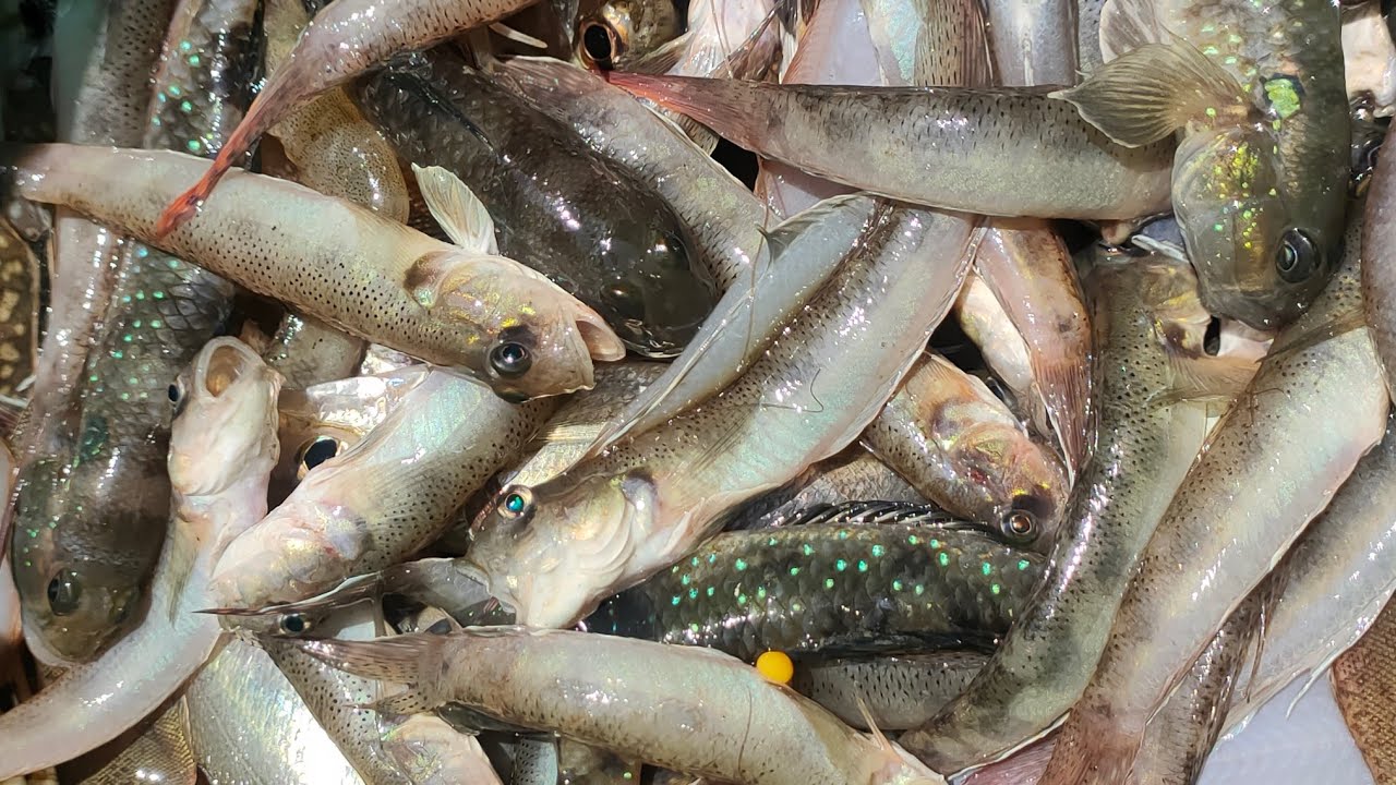 TALIMUSAK!Pambihira lang namin mahuli ito!! - YouTube