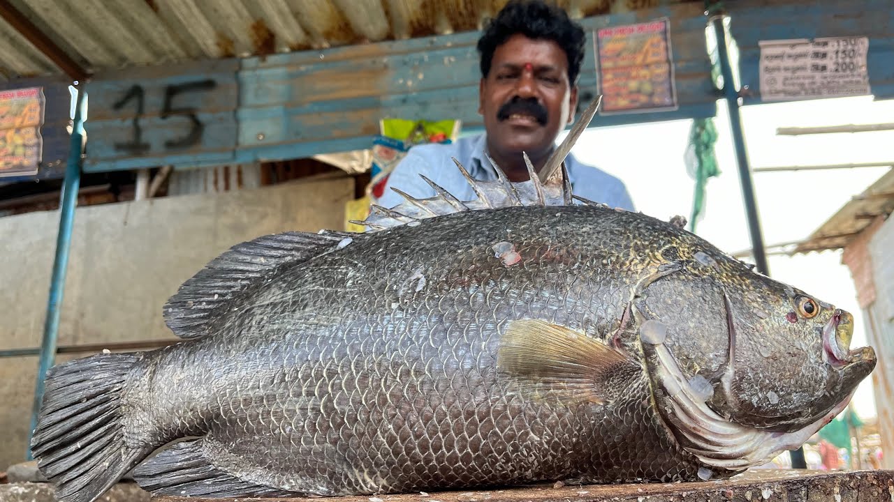 KAL KODUVA FISH 🤩 CLEANING AND CUTTING BY KASIMEDU SEKAR ⚔️🔥 - YouTube
