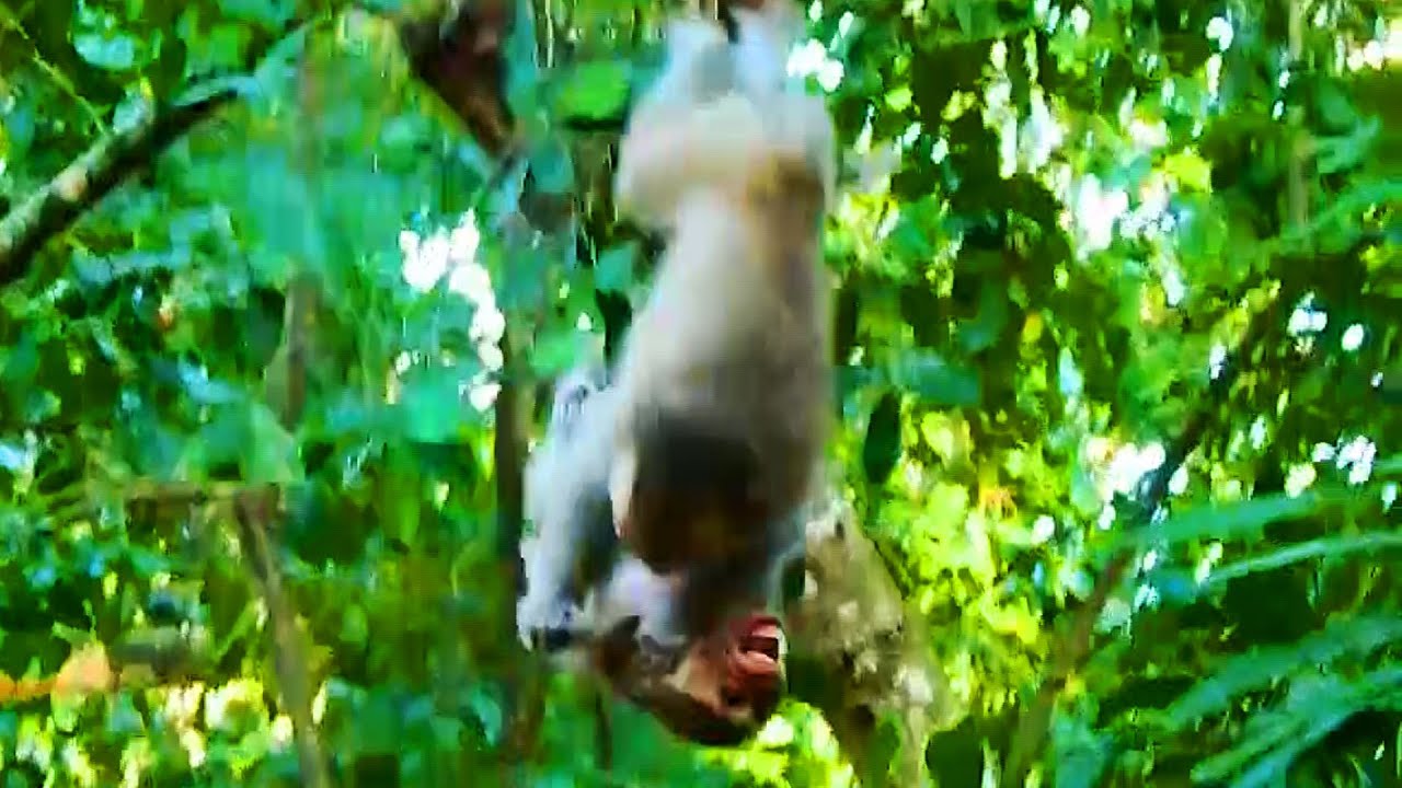 So Seriously Attacked To Bite Of A Couple Monkeys! - YouTube
