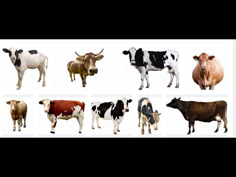 Alan, Are You a Cow? - YouTube