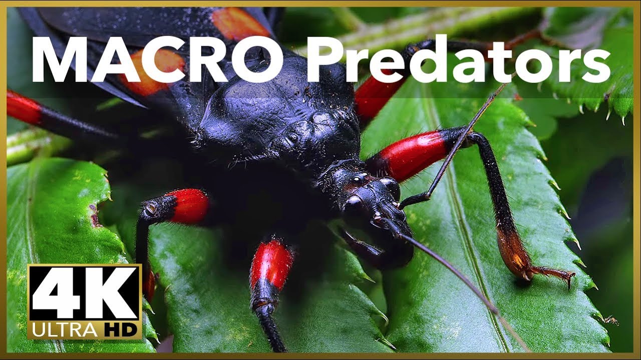 Amazing Macro Predatory Bugs - 4K UHD Macro Video Footage - YouTube