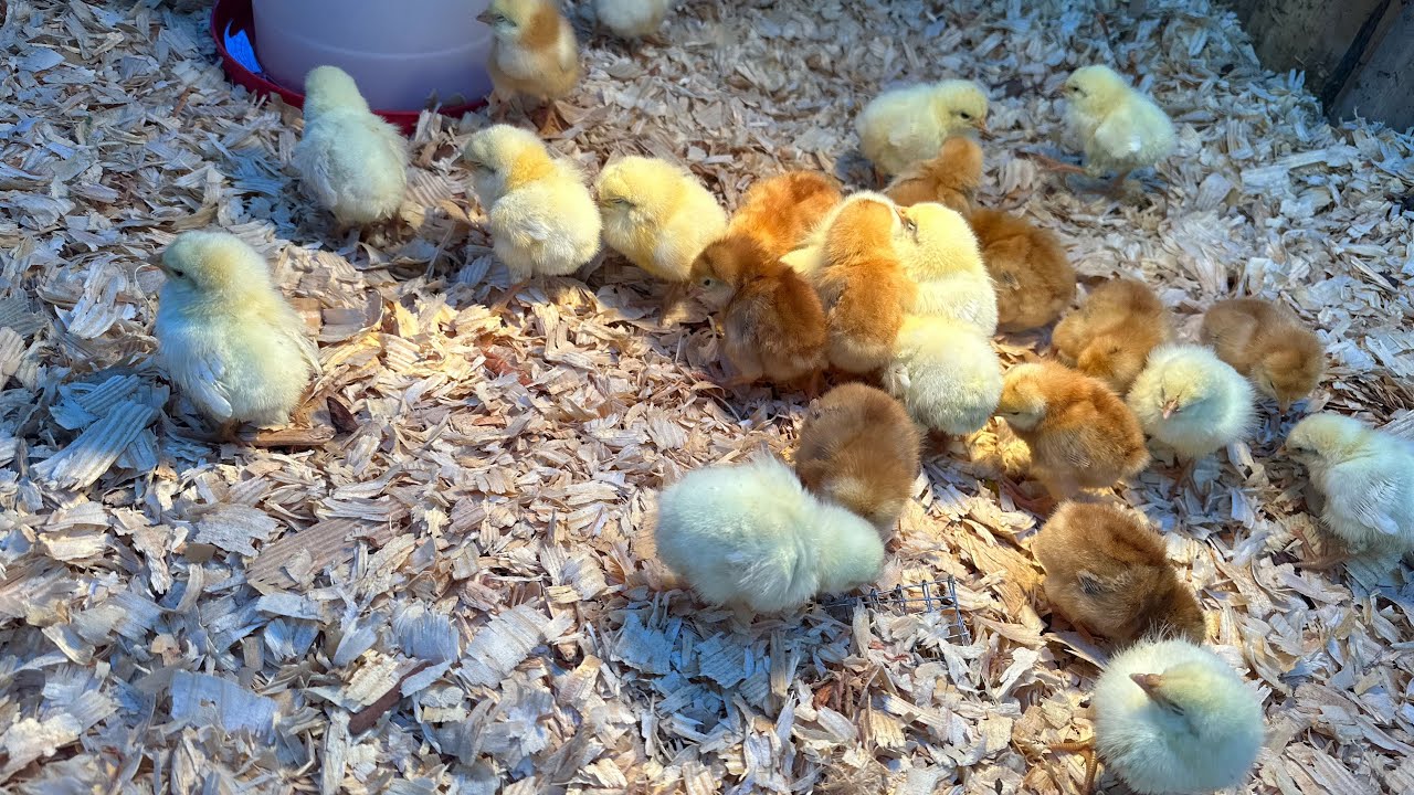 Part 1- Dual Purpose Chickens: North Star Bresse and Henry Knoll New ...