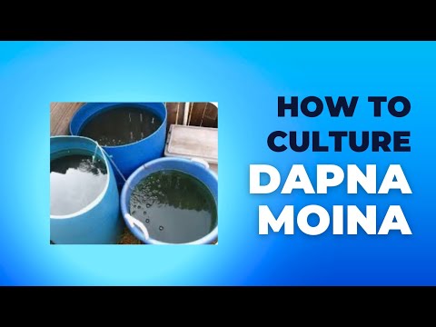 How to Culture Daphnia Moina? - YouTube