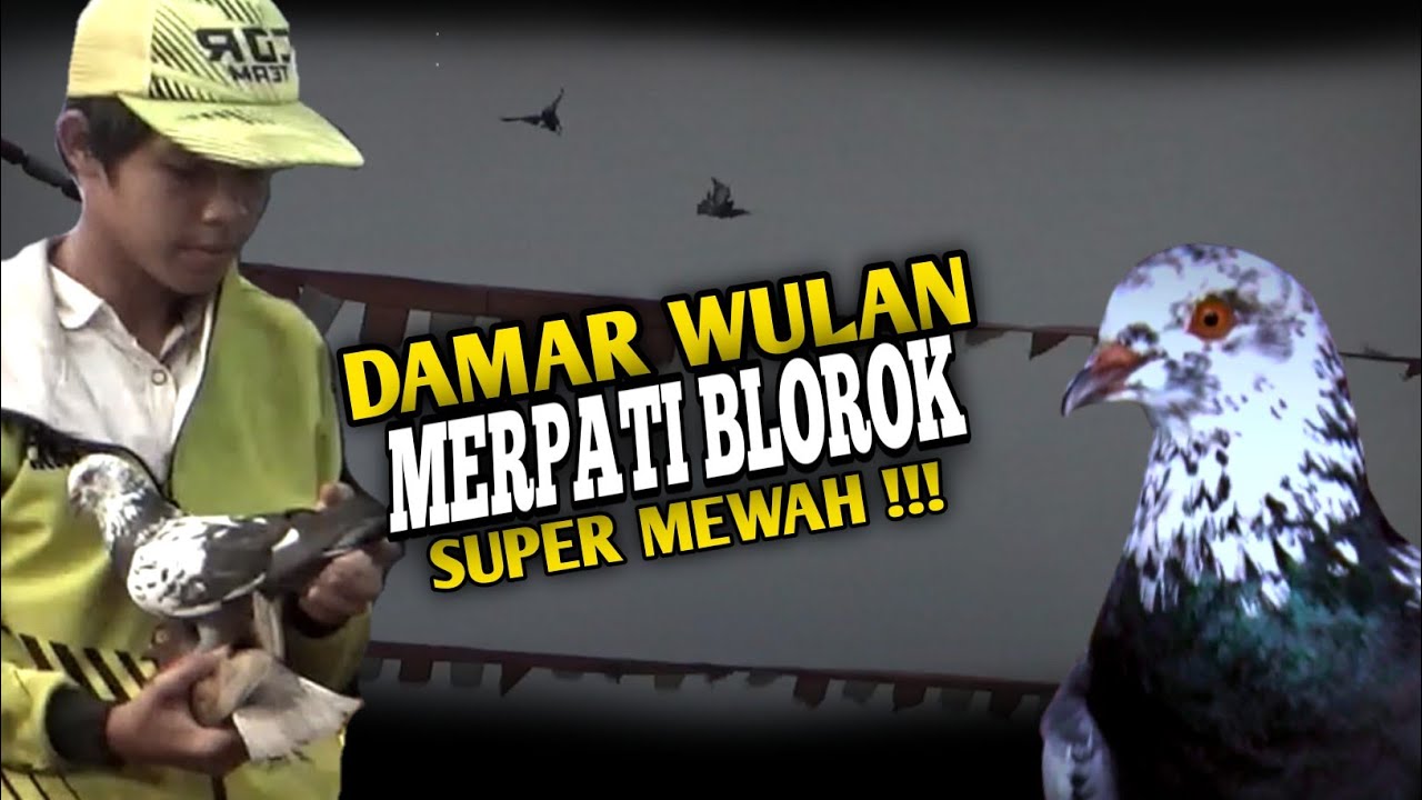 MERPATI BLOROK MANGSEN SUPER MEWAH !!! - YouTube