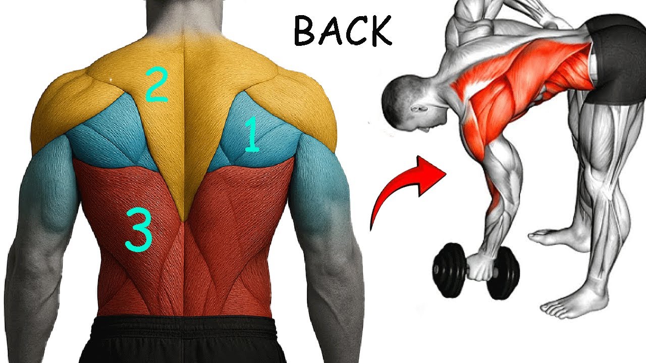 Top Back Exercises for Beginners 💪 – Build Your V-Shape Fast! - YouTube