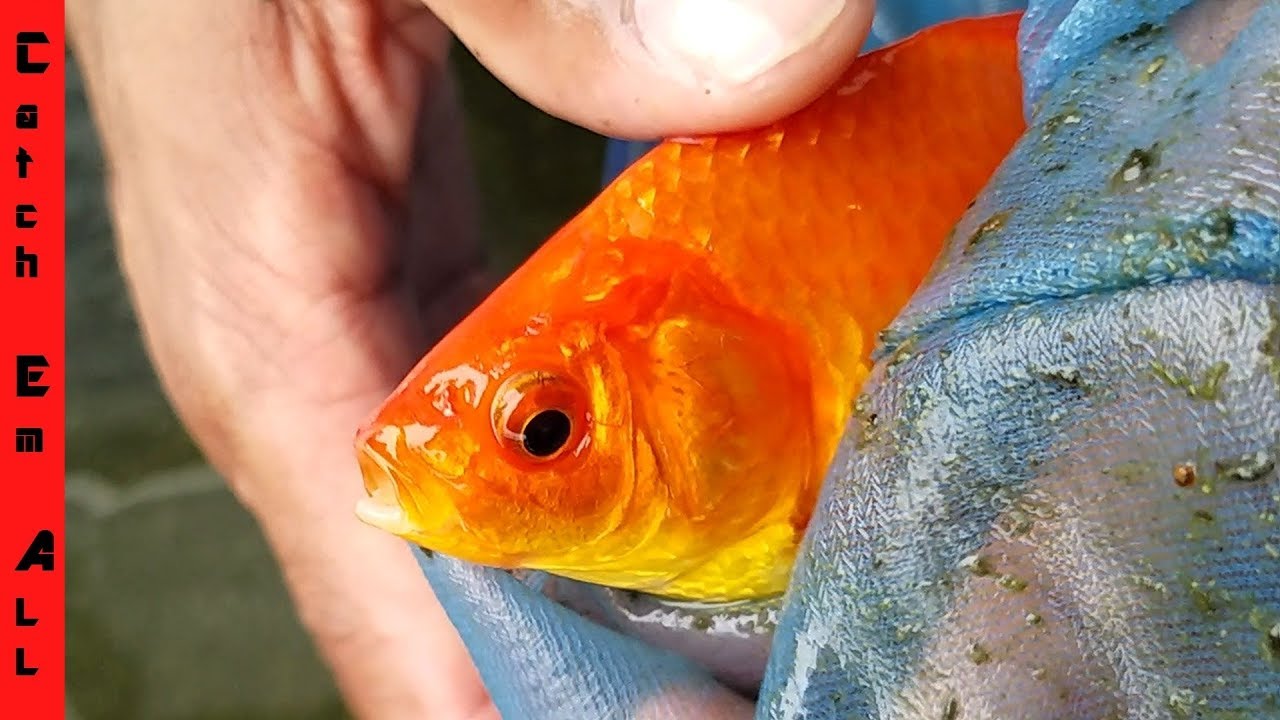 GOLDFISH BASKETBALL! - YouTube