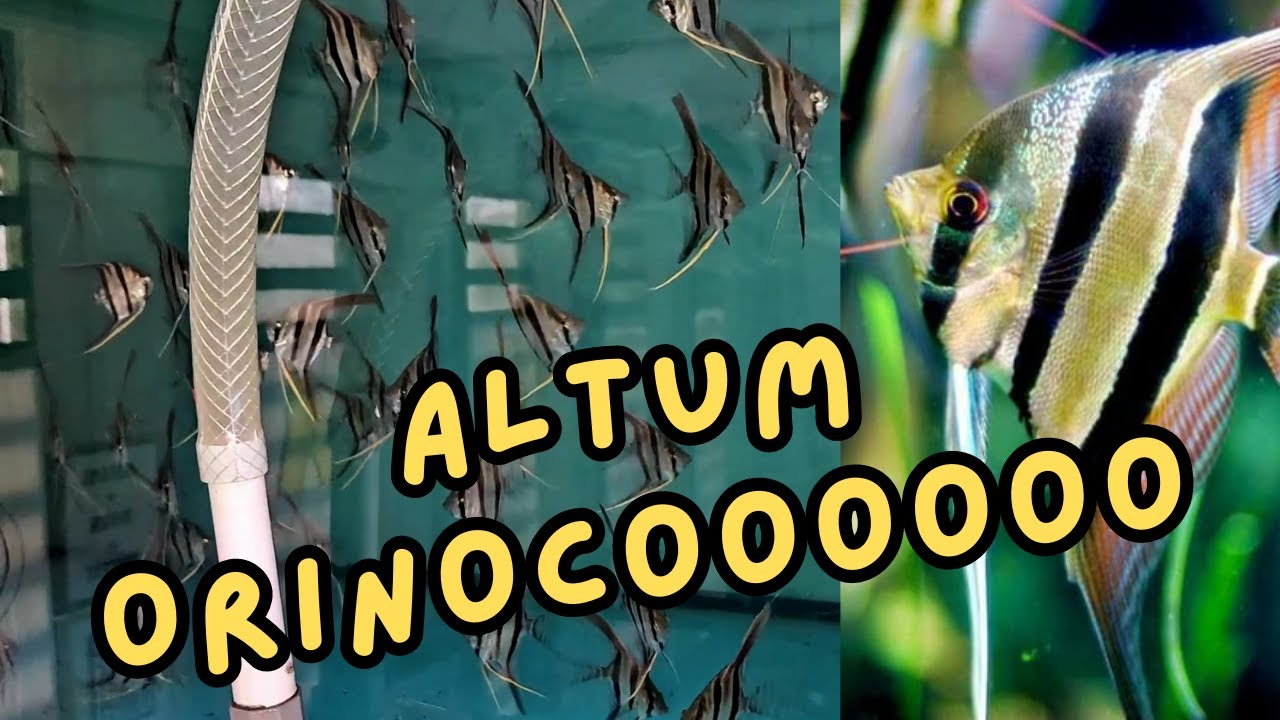 KEDATANGAN ALTUM ORINOCO, ANGELFISH TERBAIK DAN TERBESAR ! - YouTube