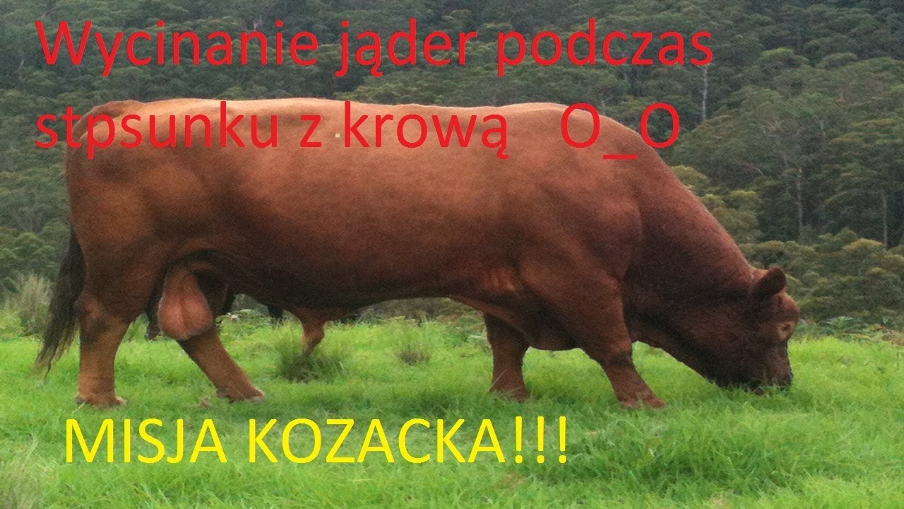 Far Cry 5 Ucinamy jądra bykowi podczas kopulacji O_O - YouTube