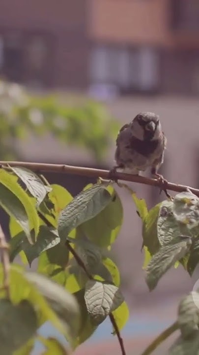 Amazing facts about sparrows | Fun facts about sparrows | Beautiful ...