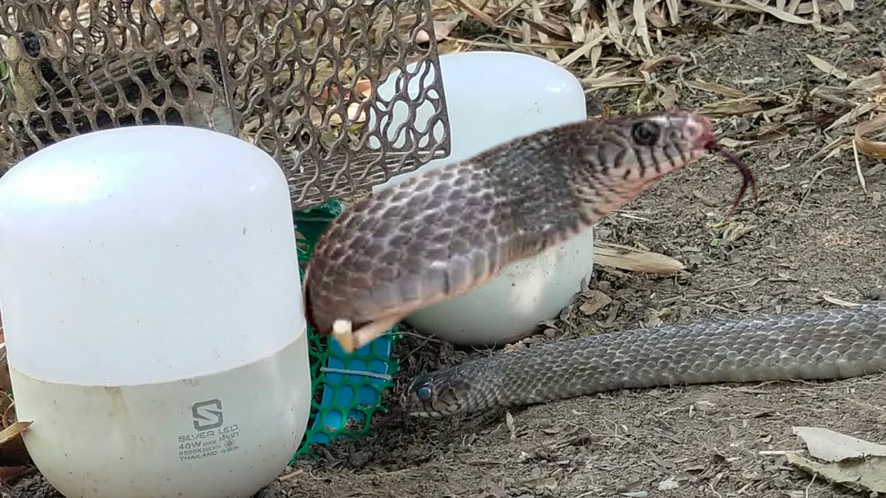 How to build a snake trap easily with a bottle opener - YouTube