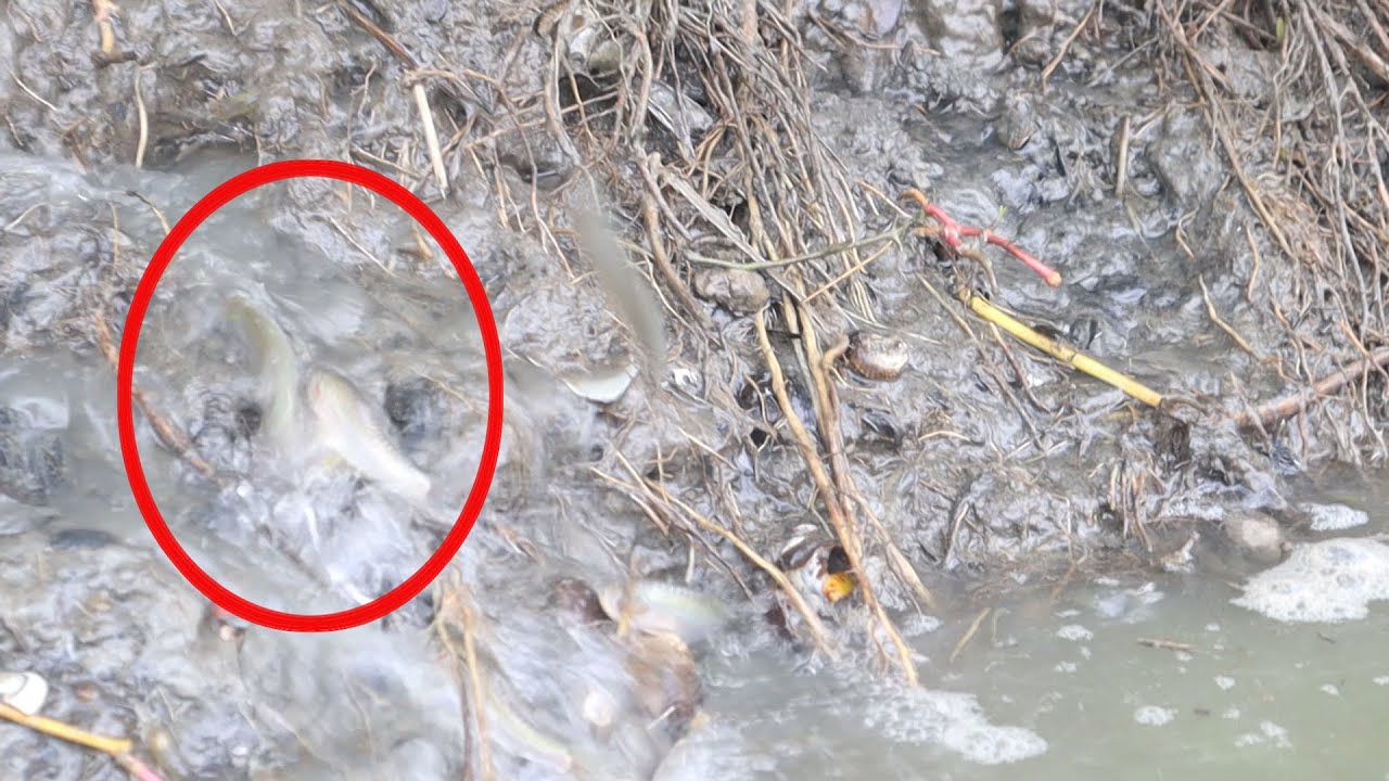 Small Fishes Swimming Upstream | Fish Swimming Against Current - YouTube
