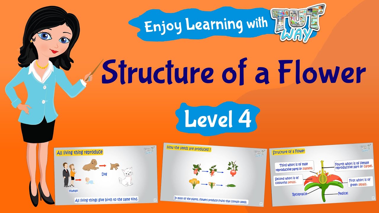Structure of a Flower | Science | Grade-3,4 | Tutway | - YouTube