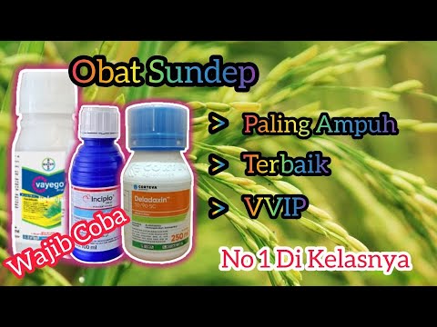 3 Obat Sundep Sistemik Paling Ampuh Dan Terbaik Untuk Tanaman Padi. # ...