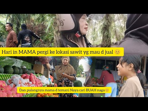 CEK LOKASI KEBUN SAWIT DENGAN BAPAK LANJUT PERGI CARI BUAH NAGA